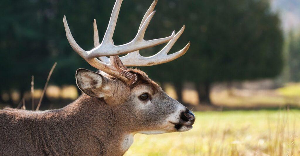 Biche vs Chevreuil : 5 Clés pour les Distinguer!