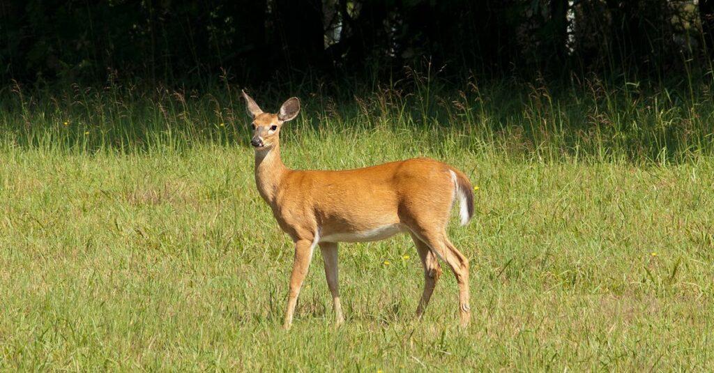 Biche vs Chevreuil : 5 Clés pour les Distinguer!