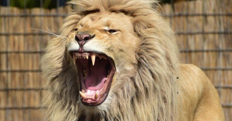 Lion vs Tigre : Le Duel des Titans