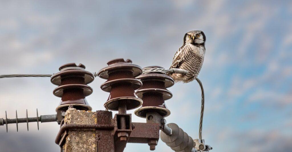La Luette : Gardienne de Nos Sons et de Notre Santé
