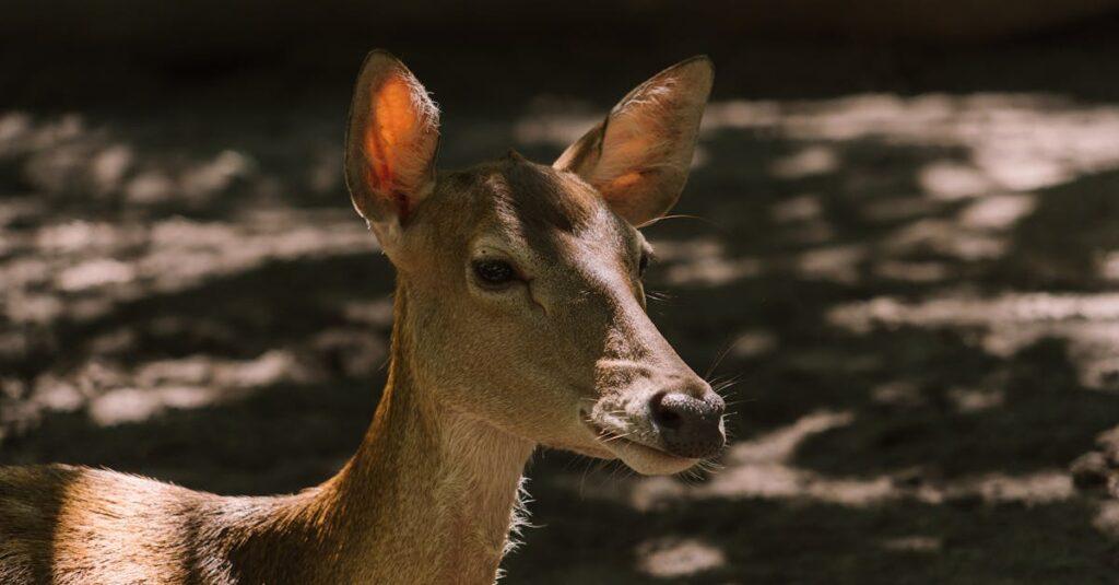 Comment appelle-t-on la femelle du lièvre